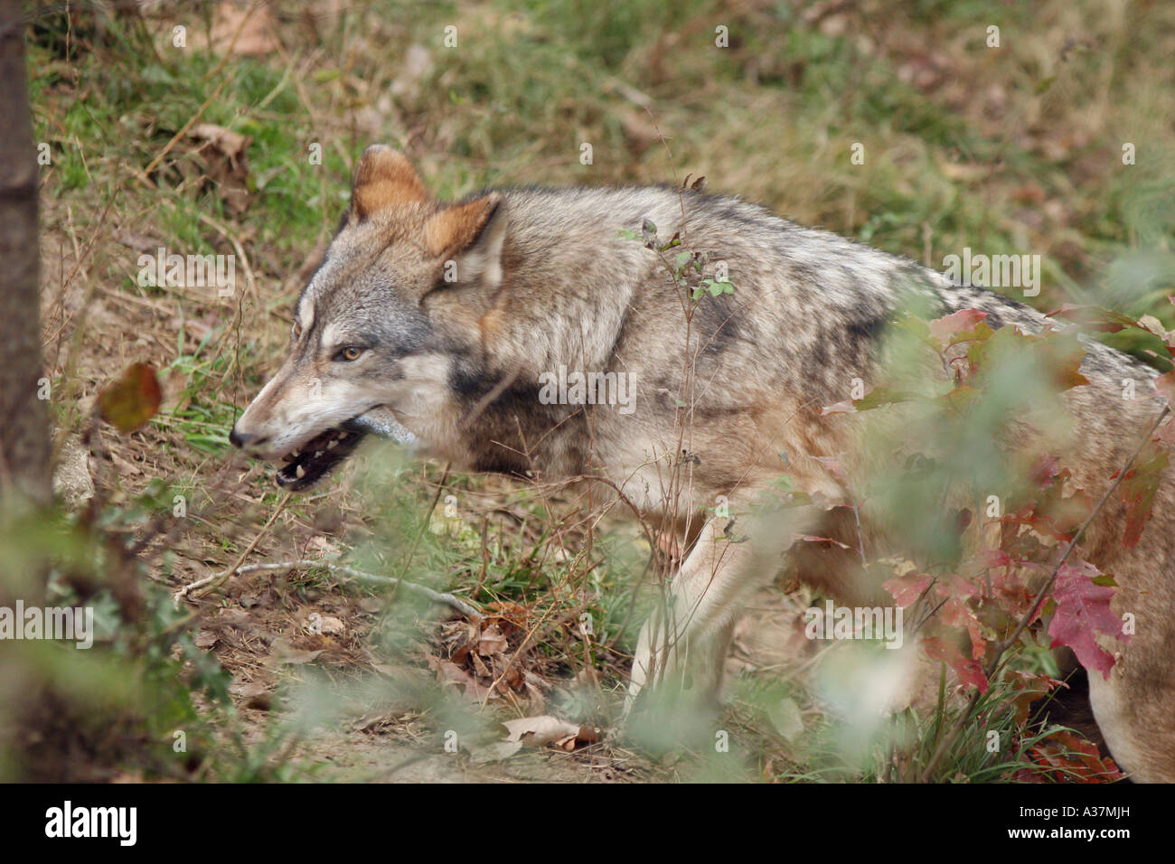 Grey wolf eating fish hi-res stock photography and images - Alamy