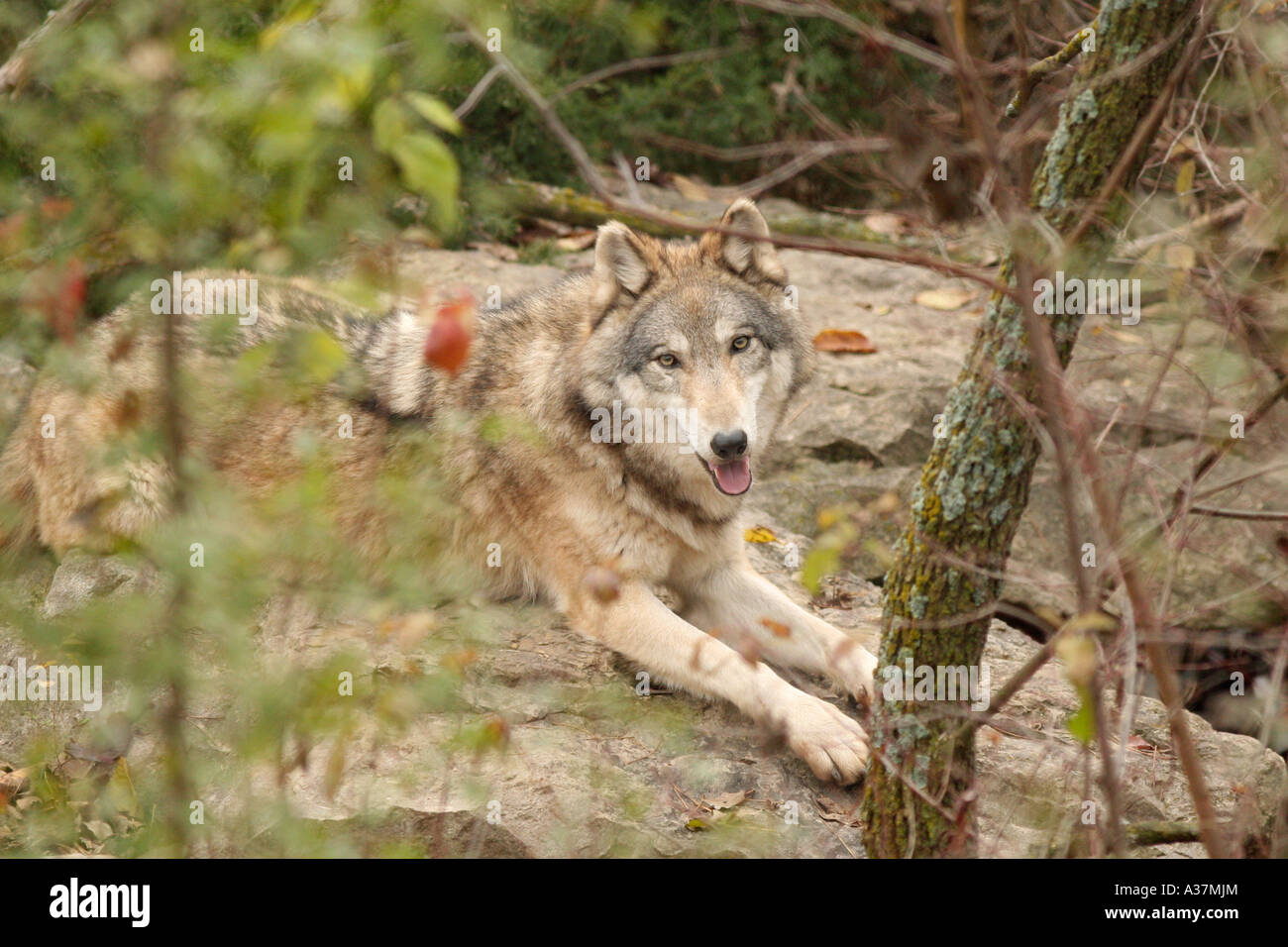 A wolf resting a rock Stock Photo - Alamy