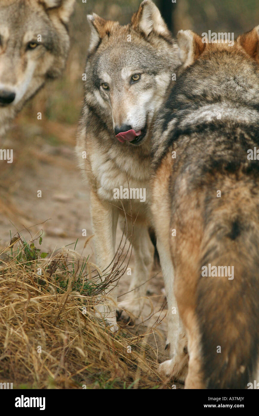 Three wolves socializing Stock Photo - Alamy