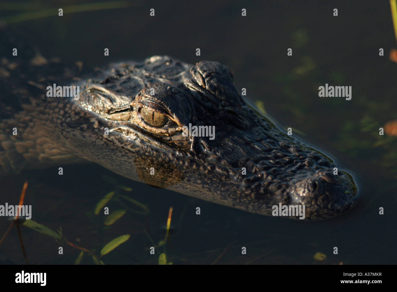 A small alligator awaits a meal in Florida pond Stock Photo - Alamy