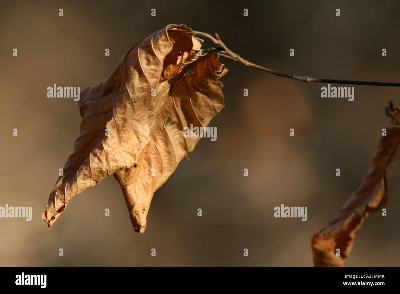 A dead leaf left hanging on branch Stock Photo - Alamy