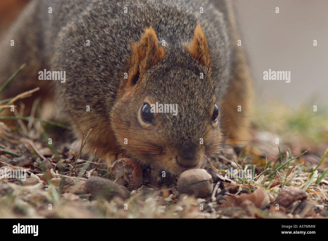 A foraging brown squirrel stops to smell an acorn Stock Photo - Alamy