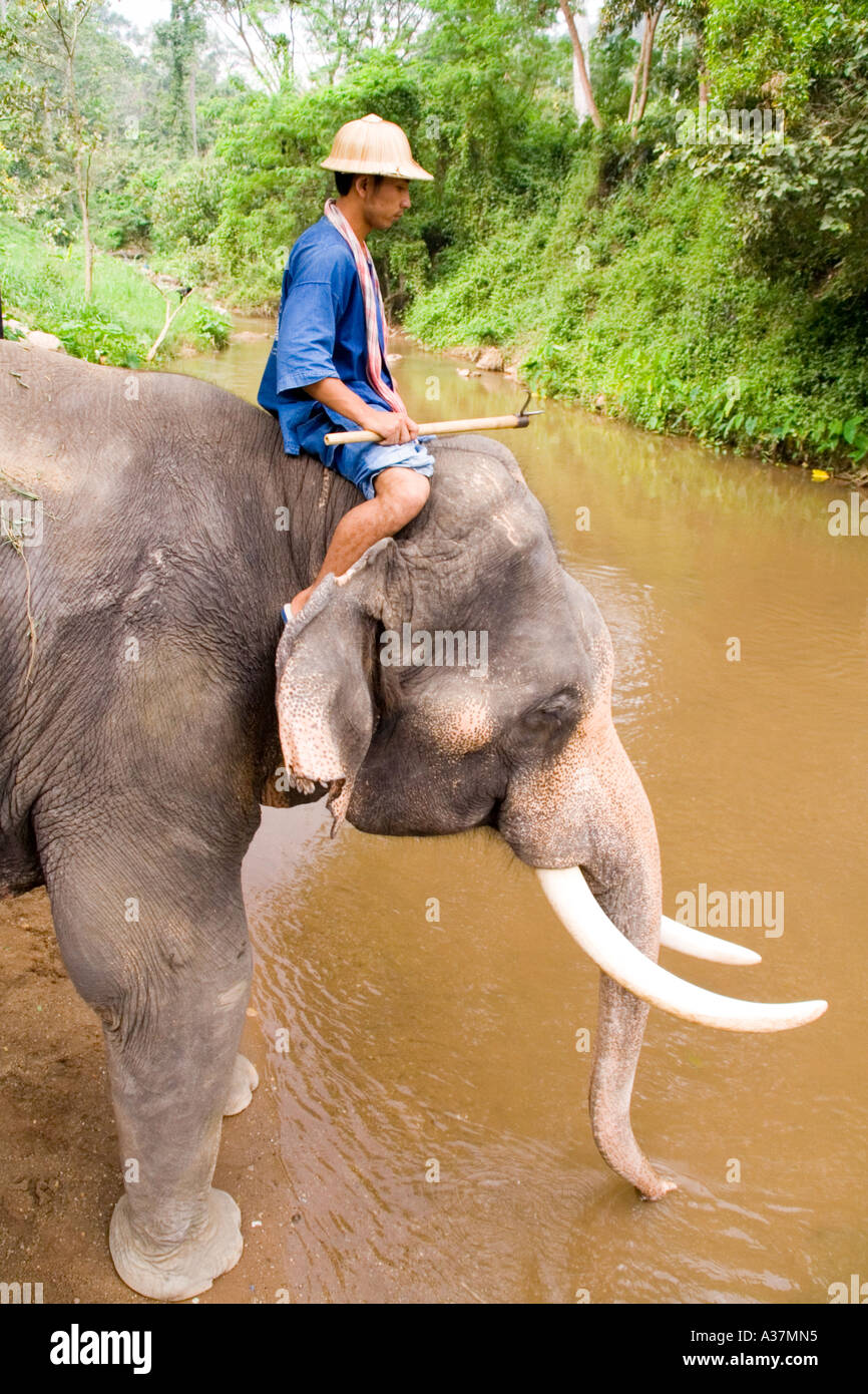 Elephant Camp Chiang Mai elephant, camp, nature, eye, trunk, head, skin ...