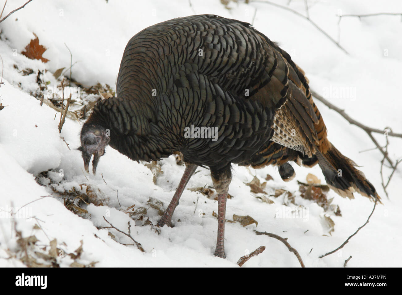 Neale woods hi-res stock photography and images - Alamy