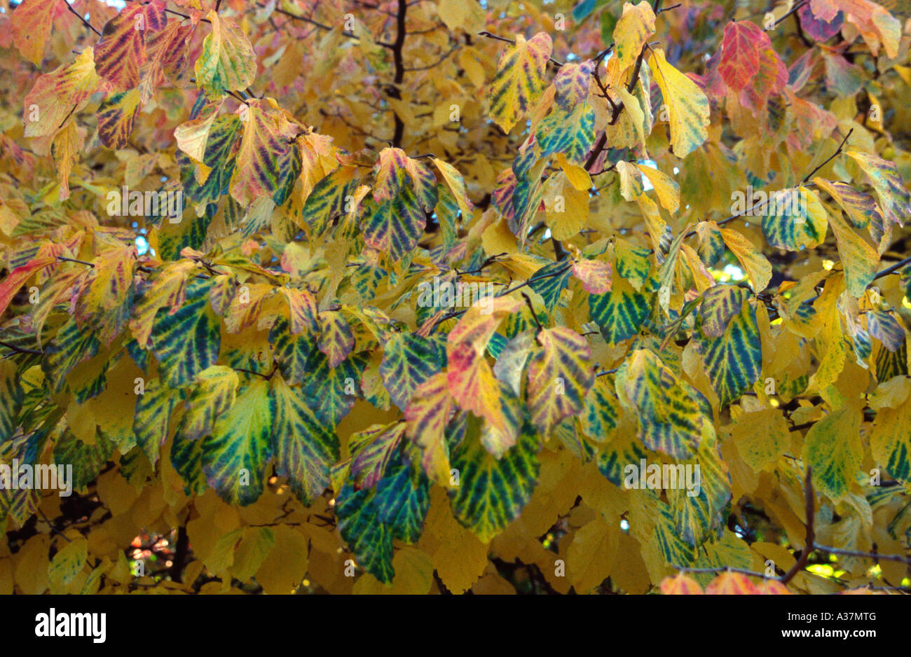 Parrotia Persic tree, Hampton Court, West London, UK Stock Photo - Alamy