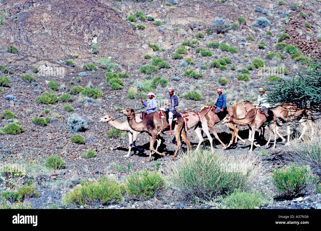 Camel team hi-res stock photography and images - Alamy