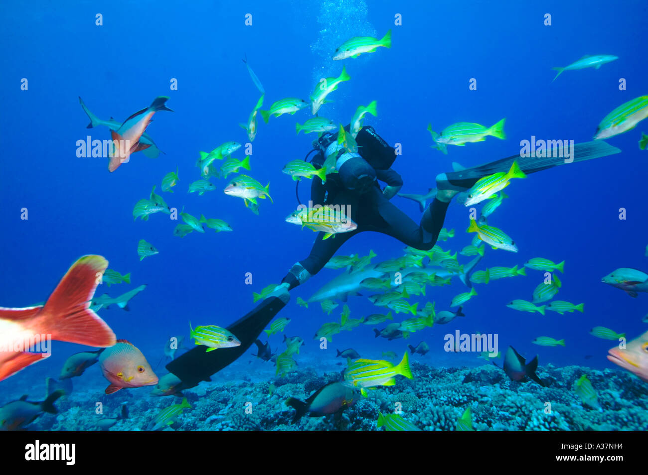 Scuba diver swimming away from schooling fish Moorea French Polynesia ...