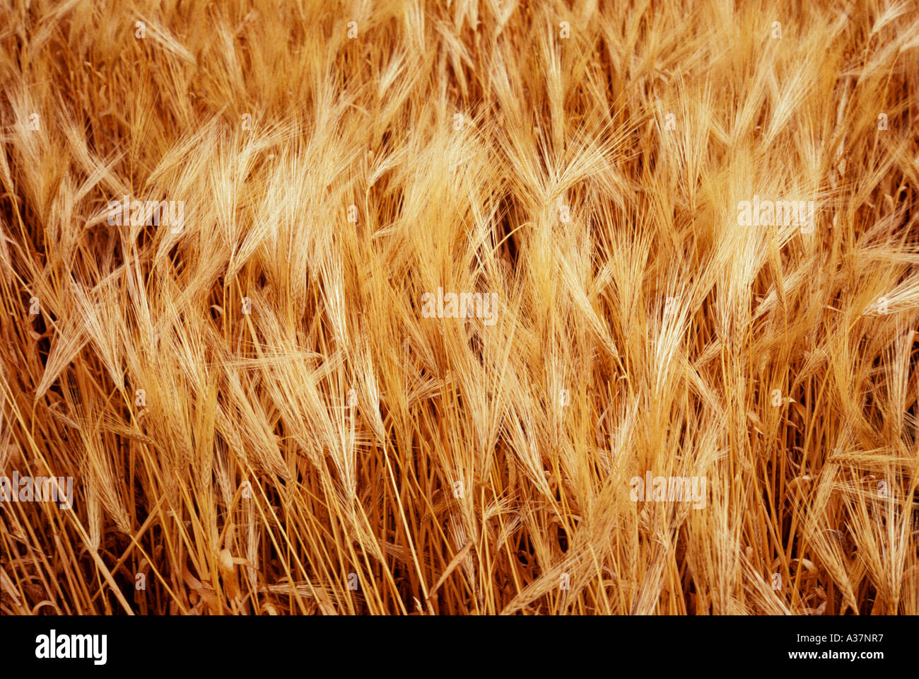 Wheat Kernel High Resolution Stock Photography and Images - Alamy