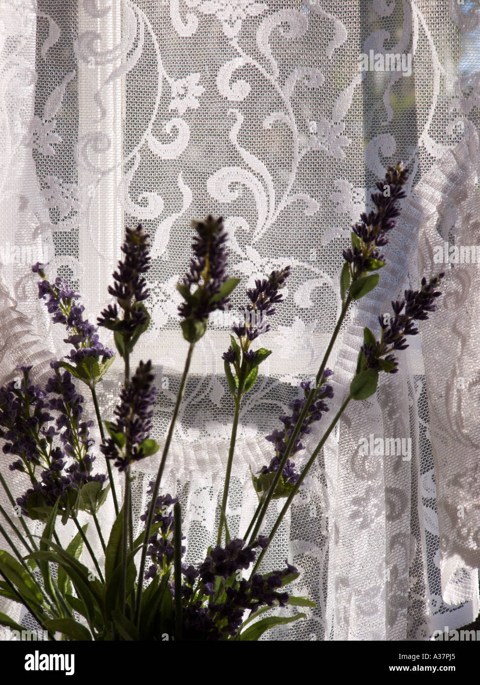 Dried flowers in window Stock Photo - Alamy