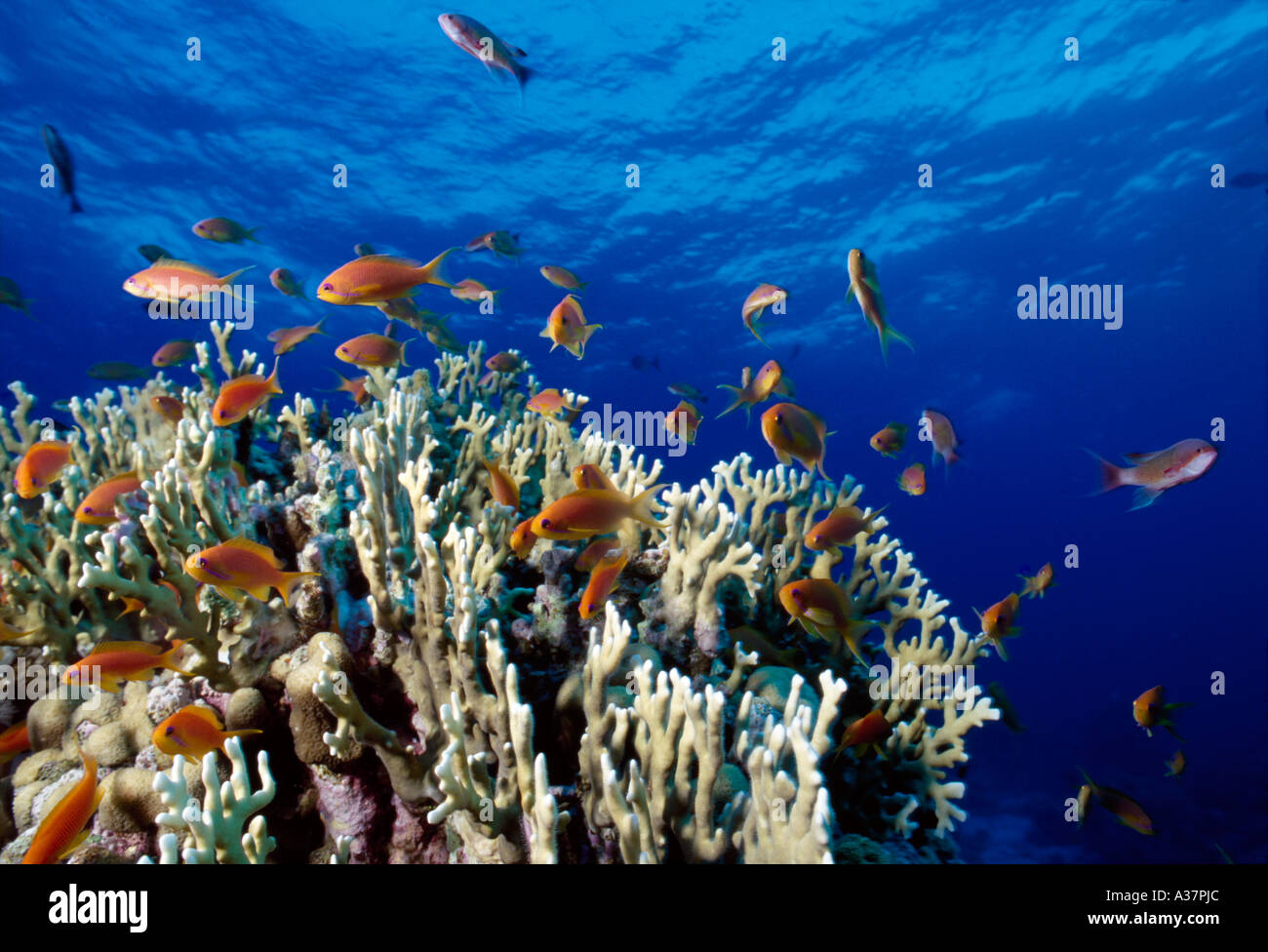 Anthias swimming around coralhead Carless Reef Red Sea Hurghada Egypt ...