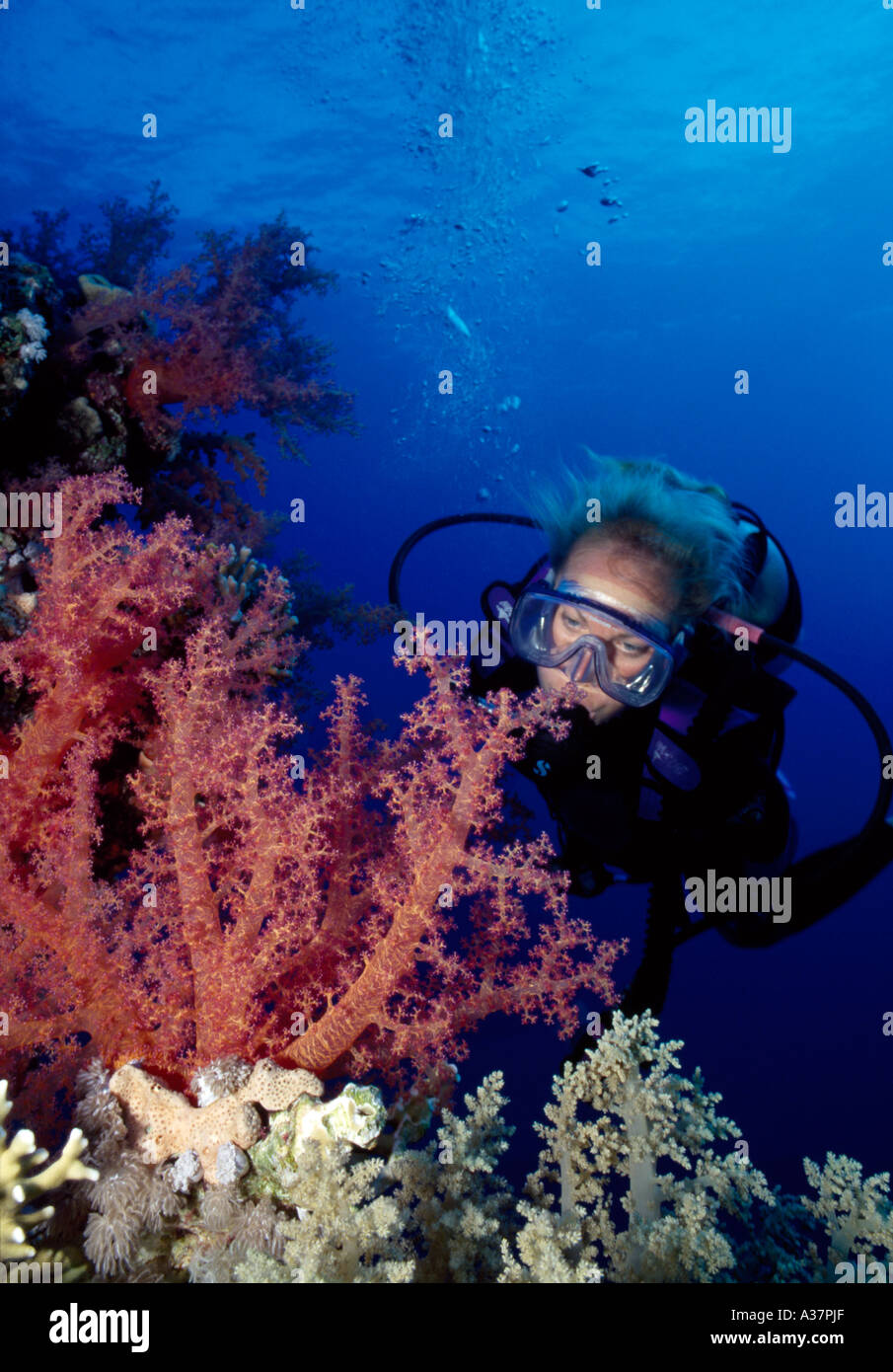 Egypt Red Sea Carless Reef off Hurghada woman scuba diver soft coral ...