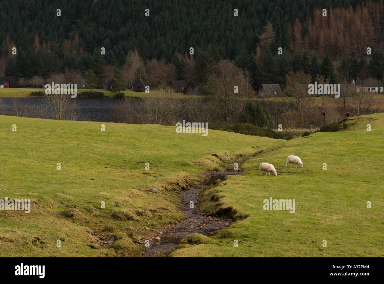 Loch Oich Scotland view with sheep and field Stock Photo - Alamy