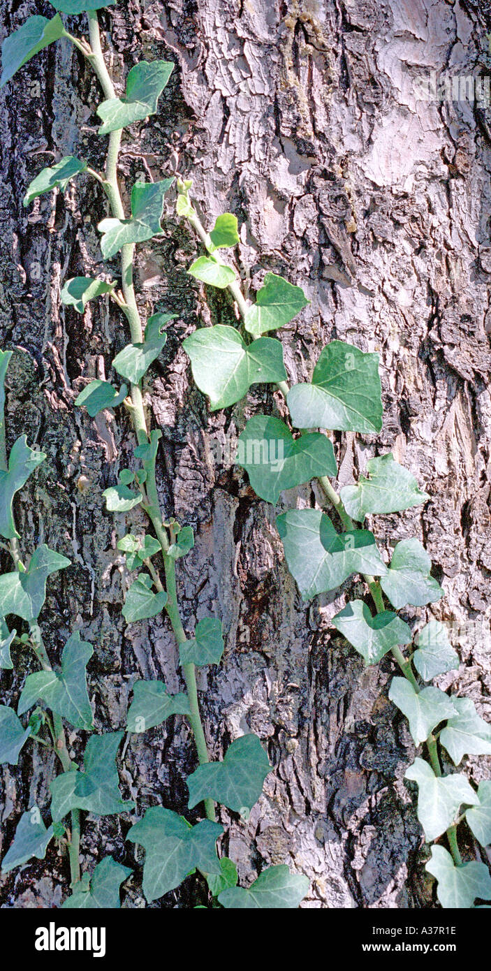 181 ivy on tree hi-res stock photography and images - Alamy