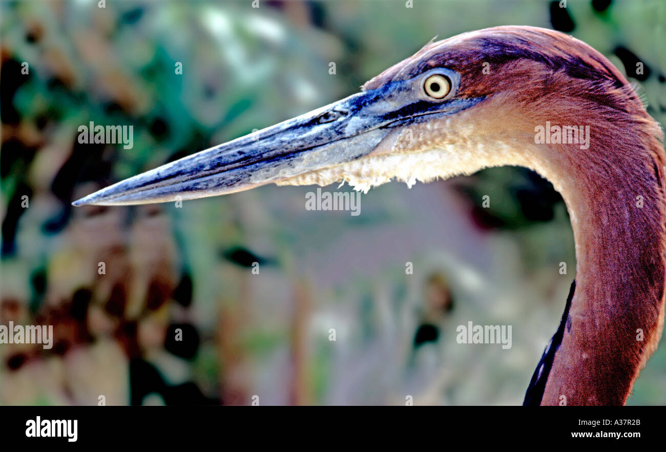 271 herons hea hi-res stock photography and images - Alamy