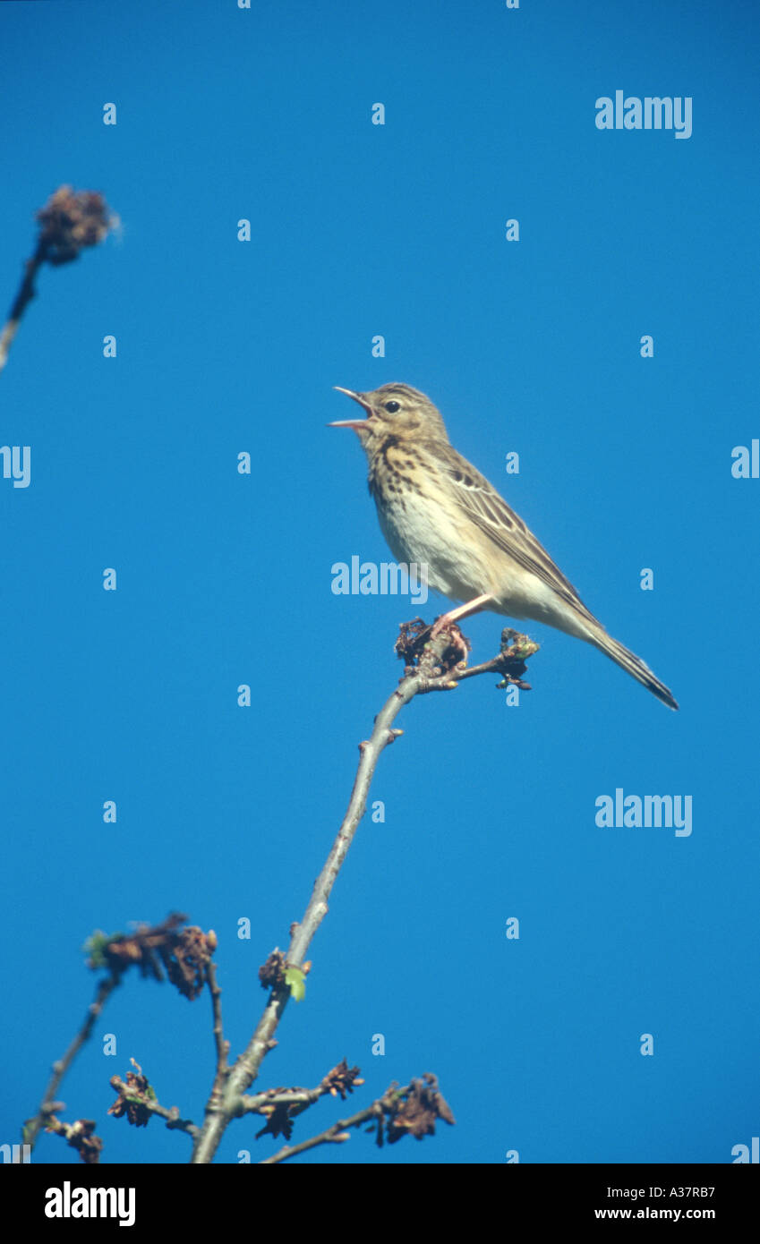 Tree pipit uk branch hi-res stock photography and images - Alamy
