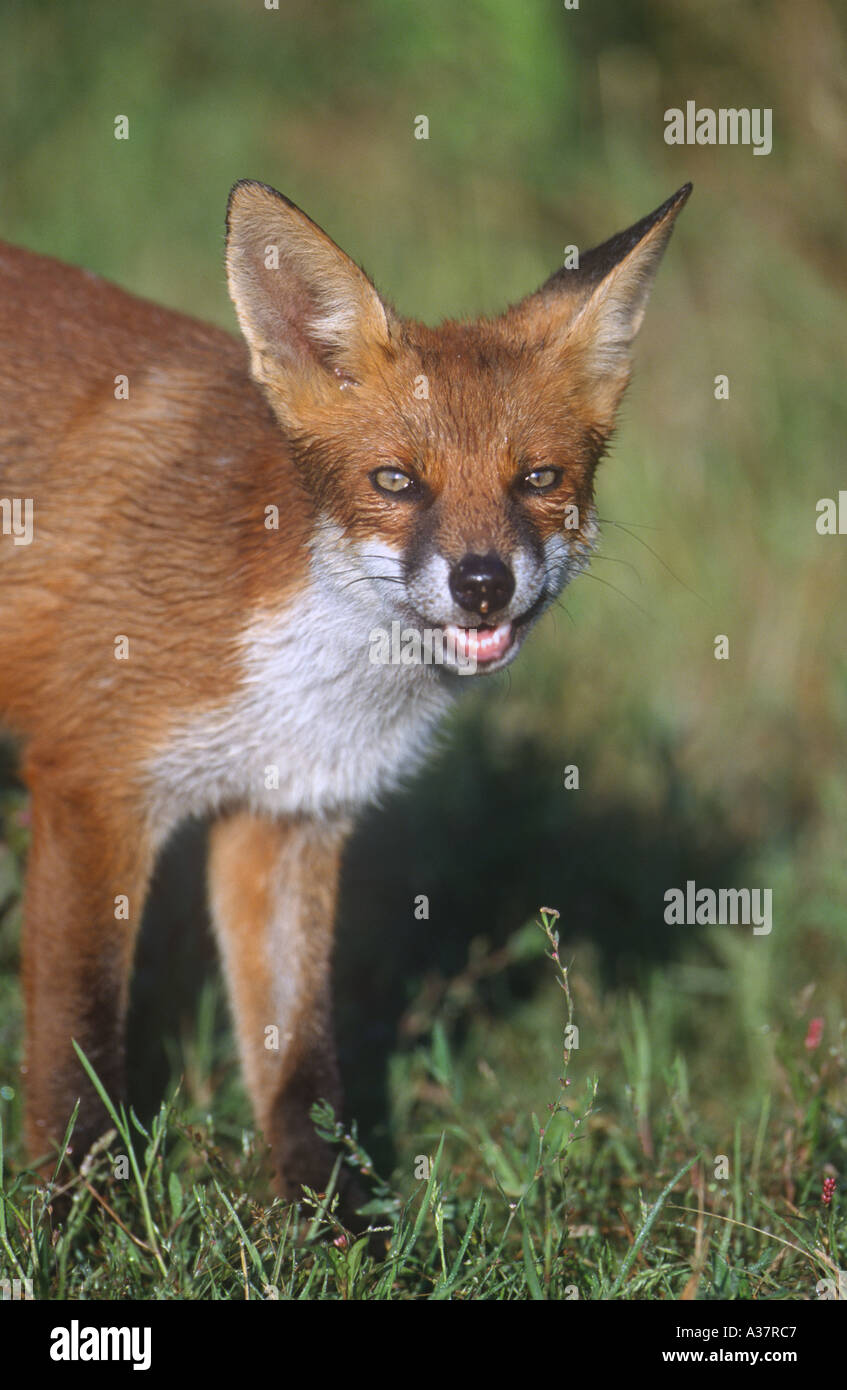 Red Fox Cub Animals Natural World Wales Stock Photo - Alamy