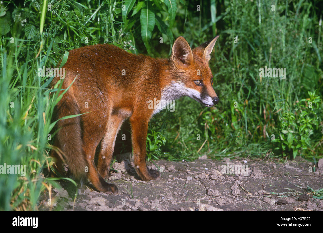 Red fox vulpes vulpes province hi-res stock photography and images - Alamy