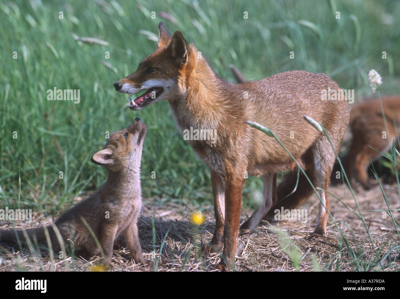 Fox with Cub Animals Natural World Wales Stock Photo - Alamy