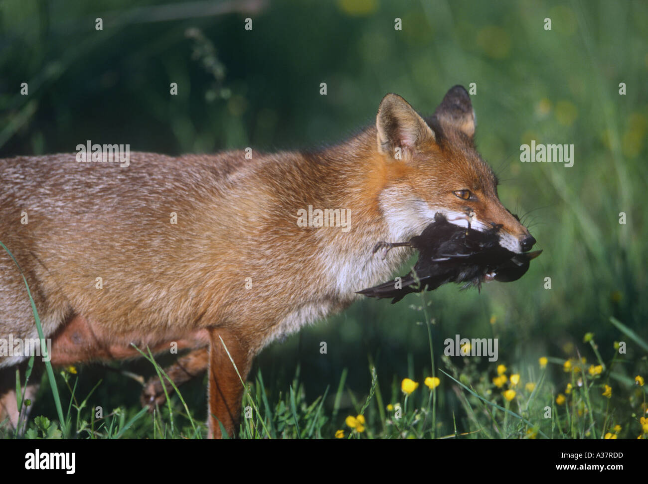 Fox with Prey Animals Natural World Wales Stock Photo - Alamy
