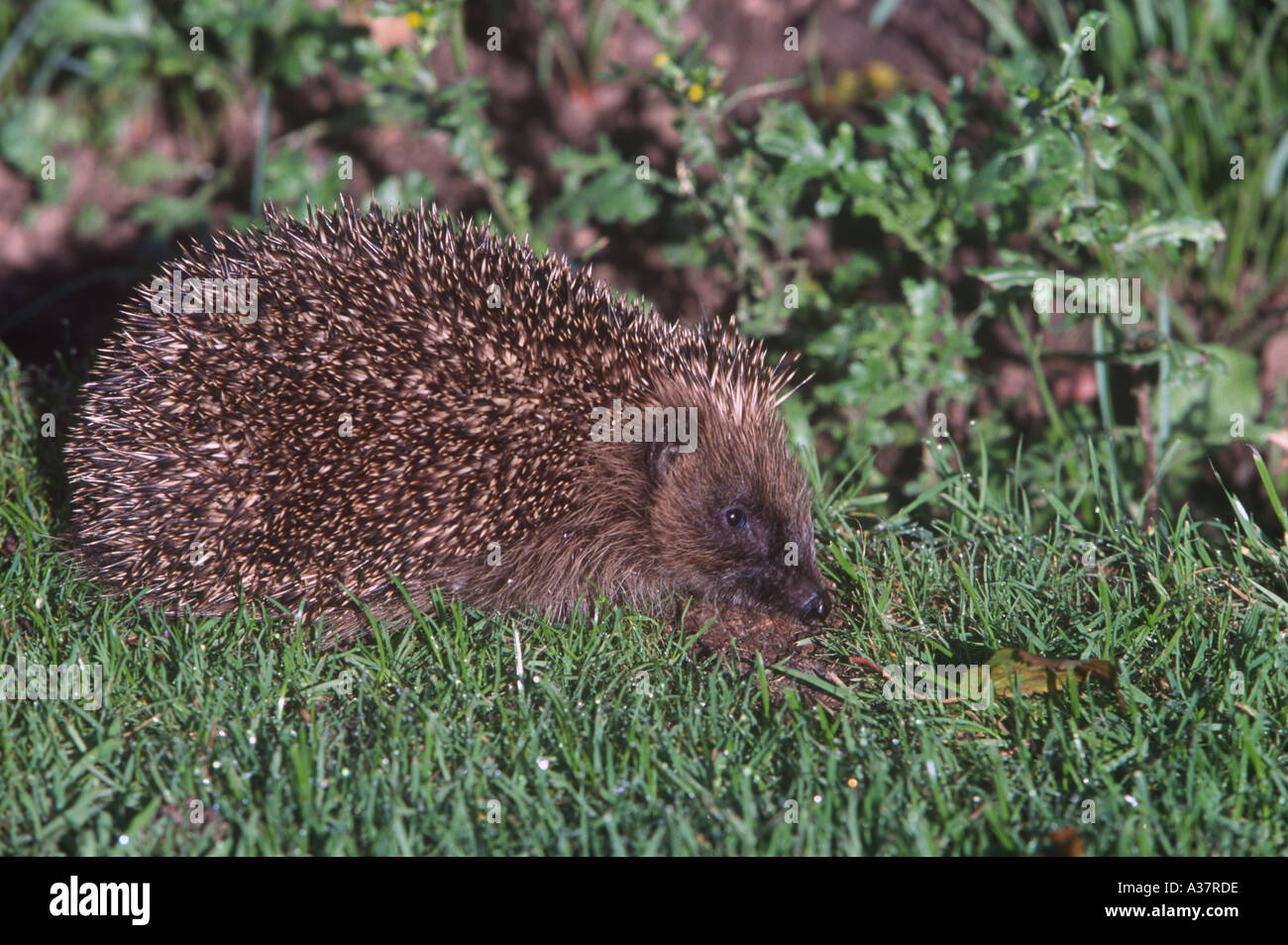 Hedgehogs uk countryside hi-res stock photography and images - Alamy