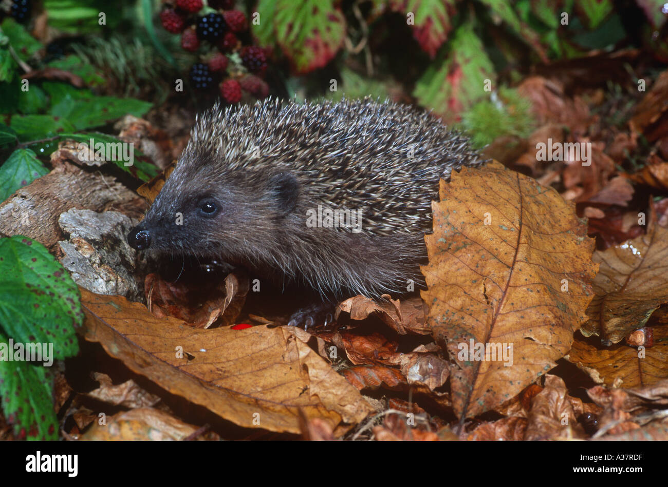 Hedgehogs uk countryside hi-res stock photography and images - Alamy