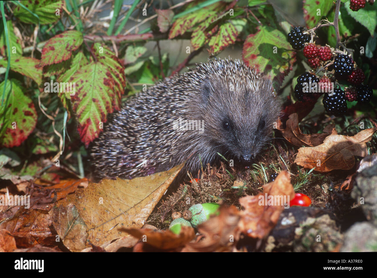 Hedgehogs uk countryside hi-res stock photography and images - Alamy
