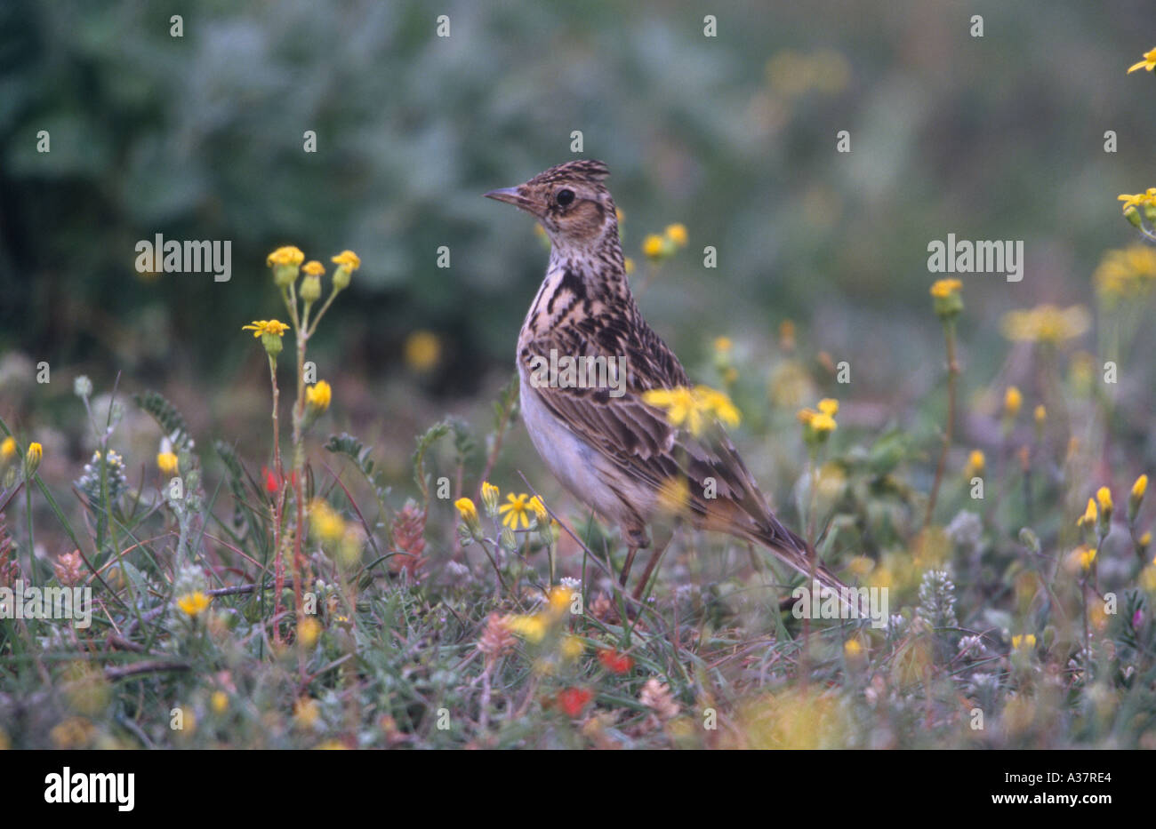 Welsh skylark hi-res stock photography and images - Alamy
