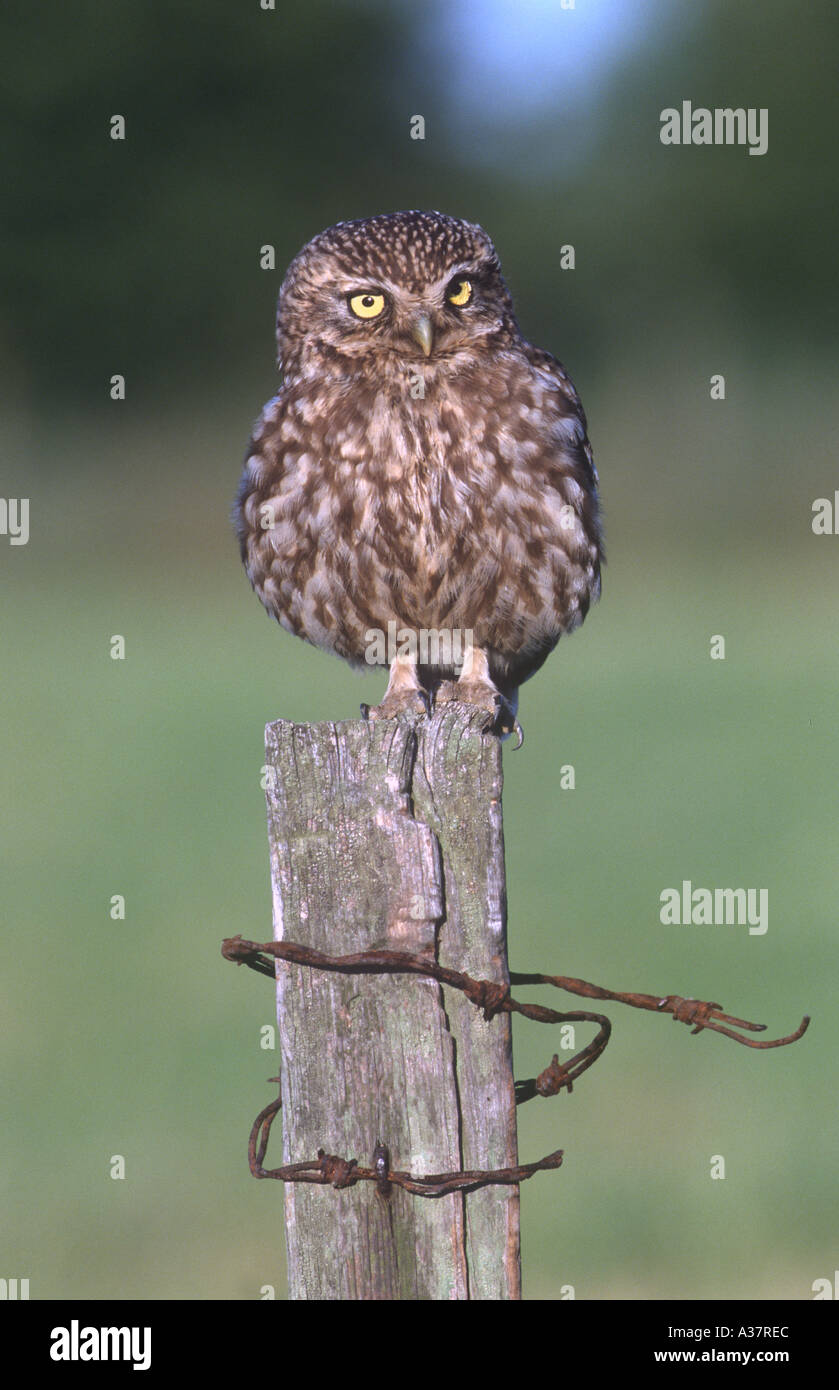 Short Eared Owl Birds Natural World Wales Stock Photo - Alamy