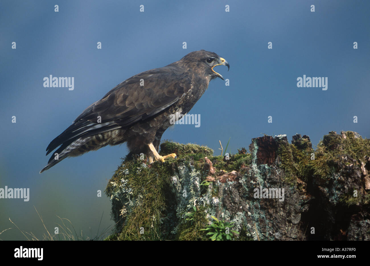 Buzzards wales hi-res stock photography and images - Alamy