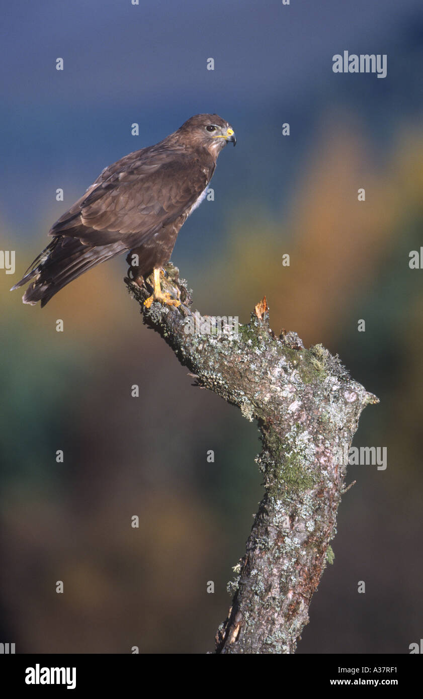 Buzzards wales hi-res stock photography and images - Alamy