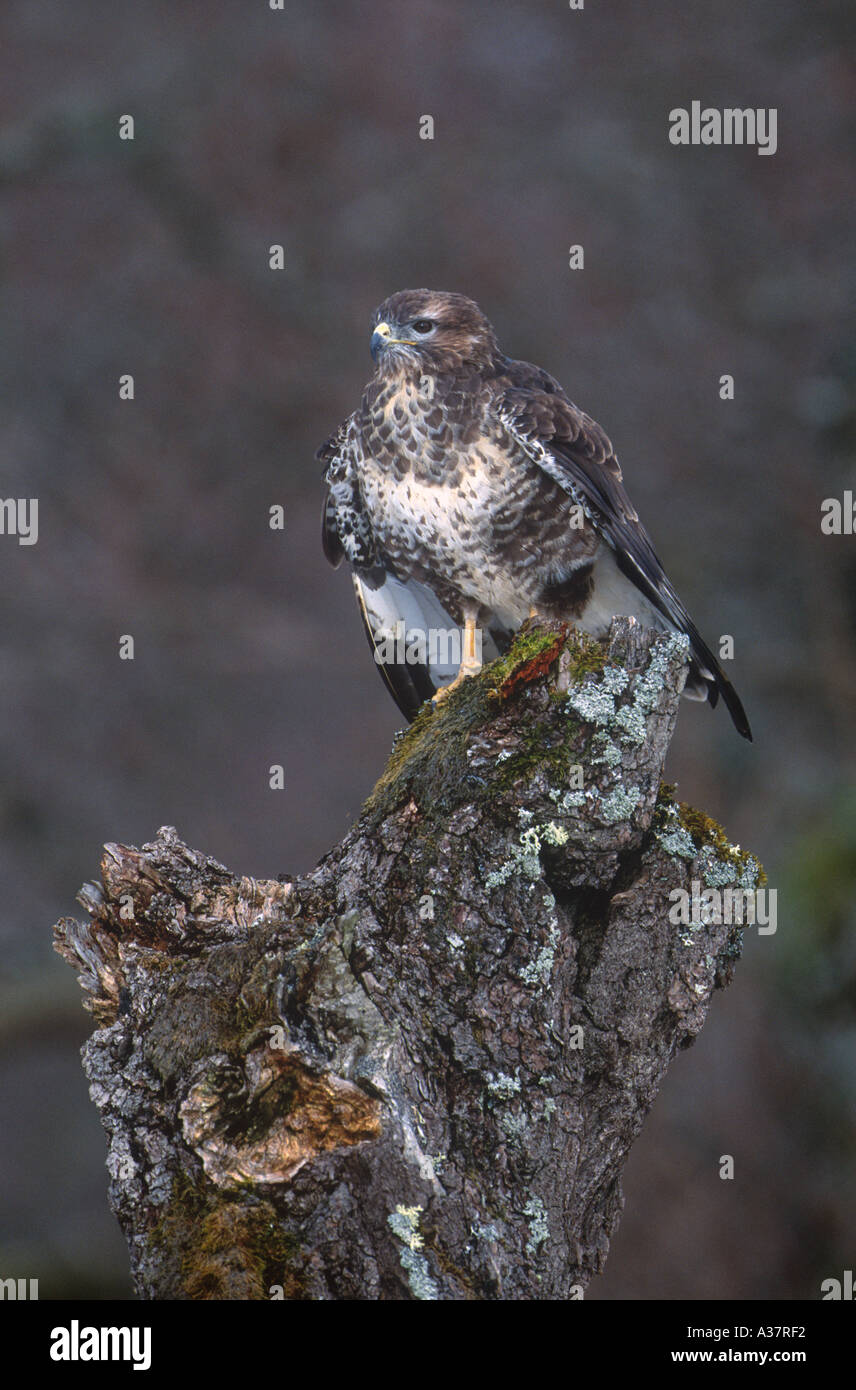 Buzzards wales hi-res stock photography and images - Alamy