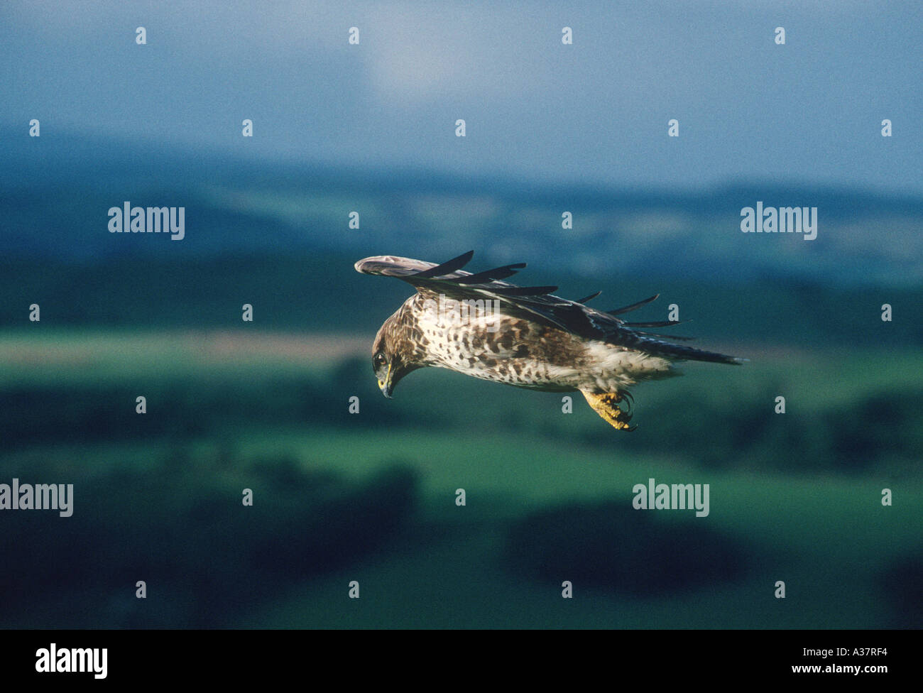 Buzzard hunting above hi-res stock photography and images - Alamy