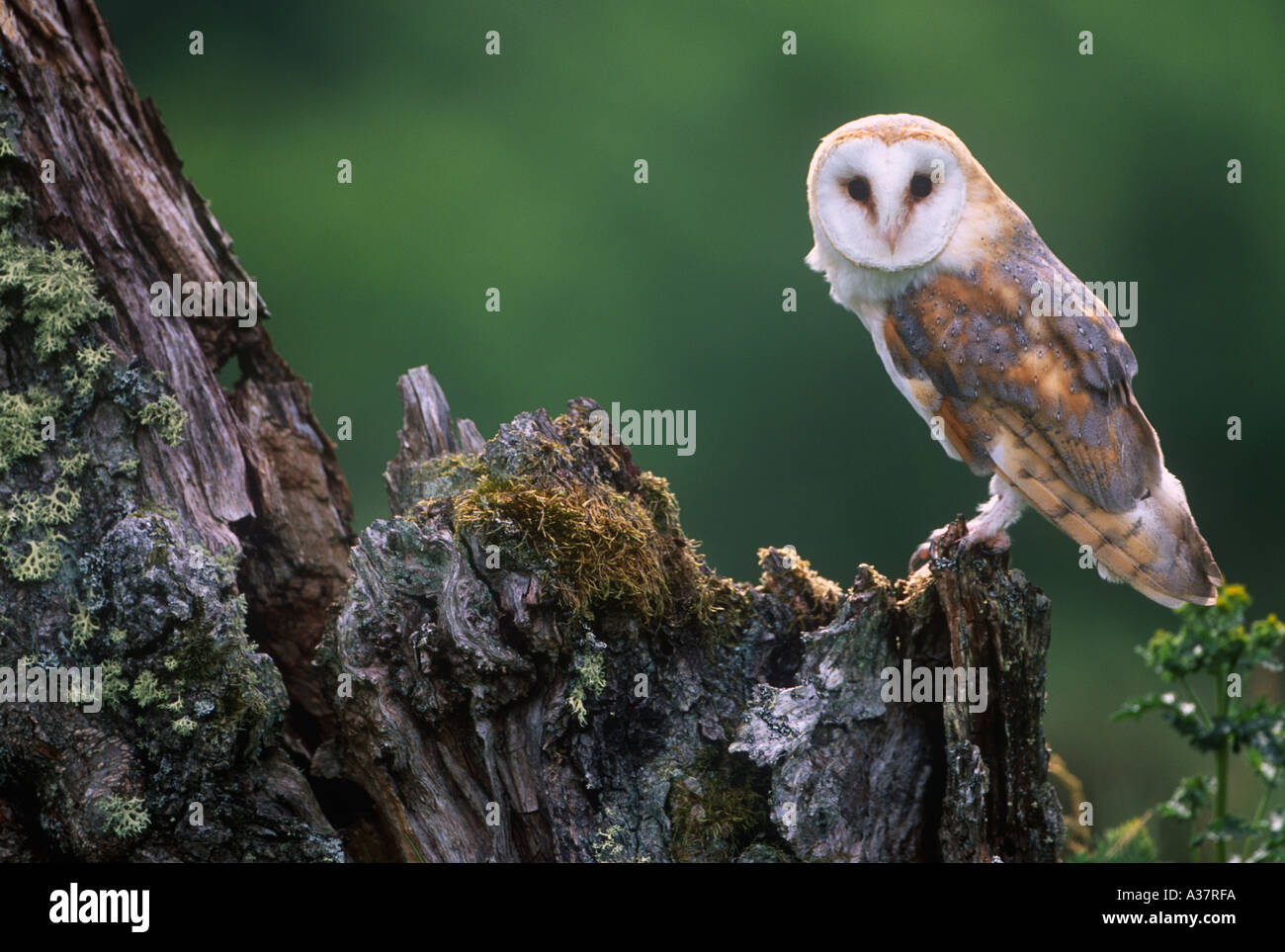 Adult Barn Owl Birds Natural World Wales Stock Photo - Alamy