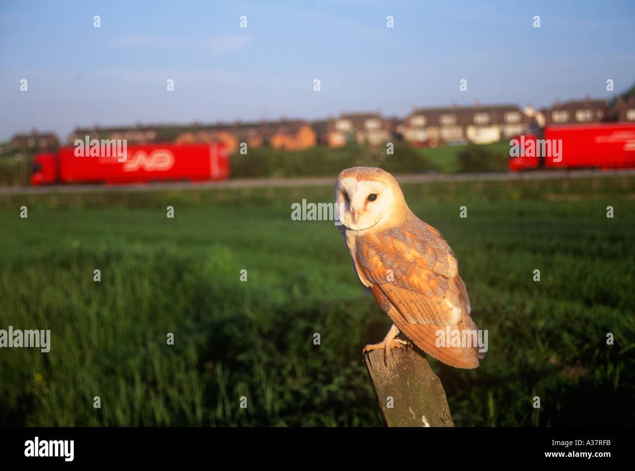 Barn Owl Birds Natural World Wales Stock Photo - Alamy
