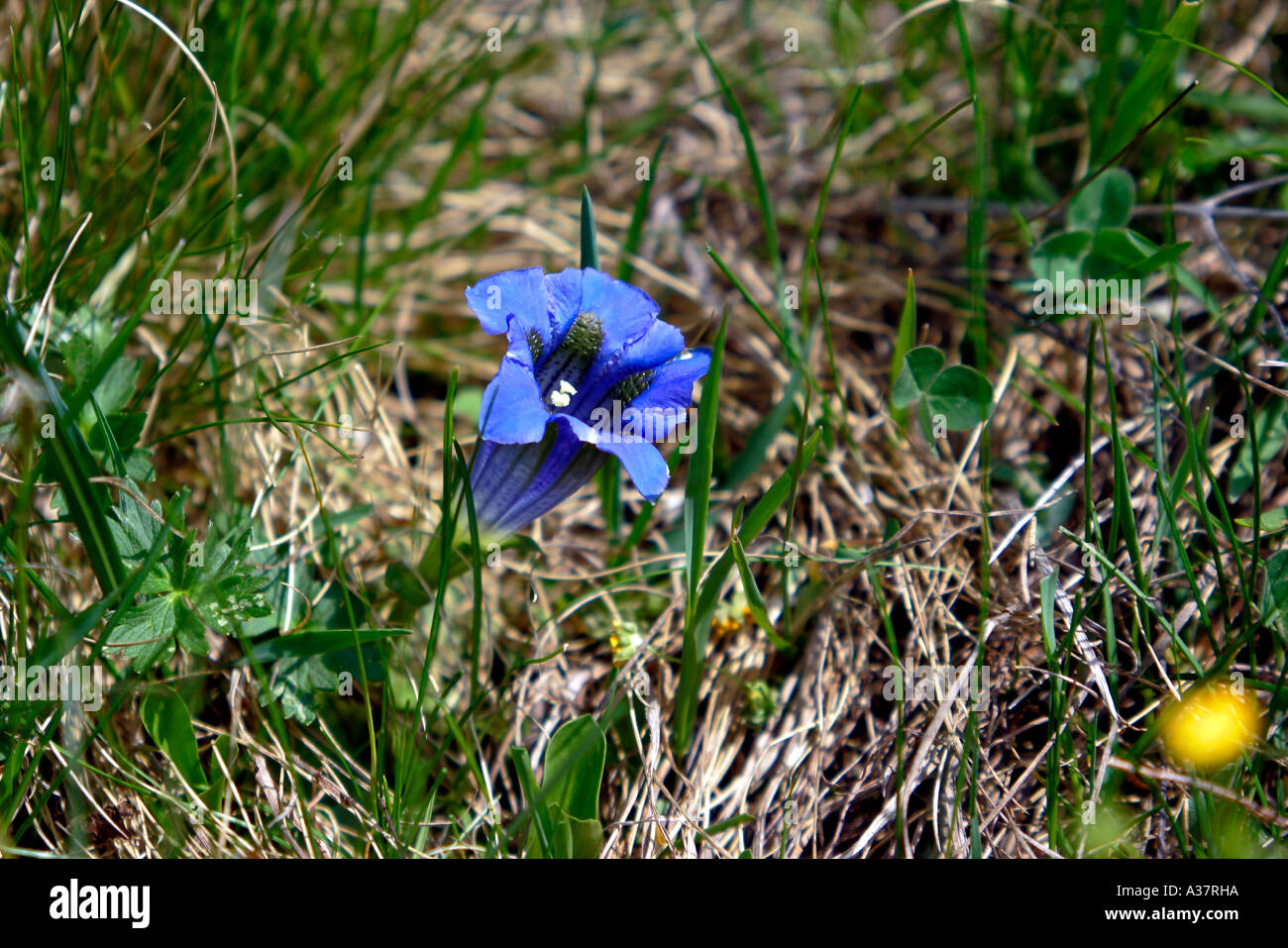 Switzerland flowers of the Alps Stock Photo - Alamy