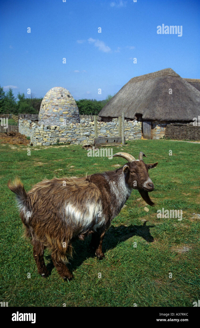 Goat in front of stocks beehive pigsty and keepers hut Cosmeston ...
