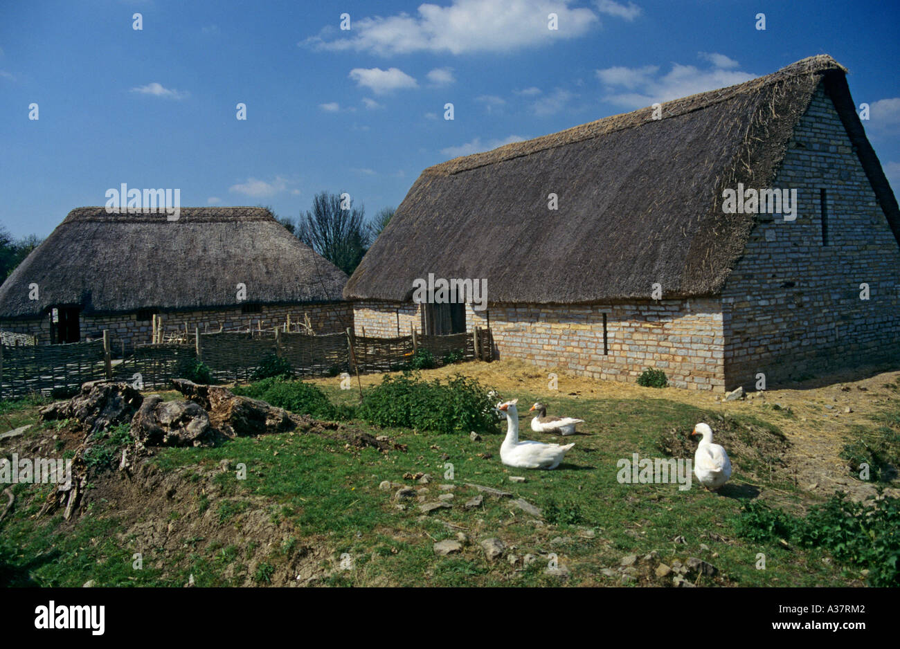 Geese outside tithe barn and pig keeper cottage Cosmeston Medieval ...