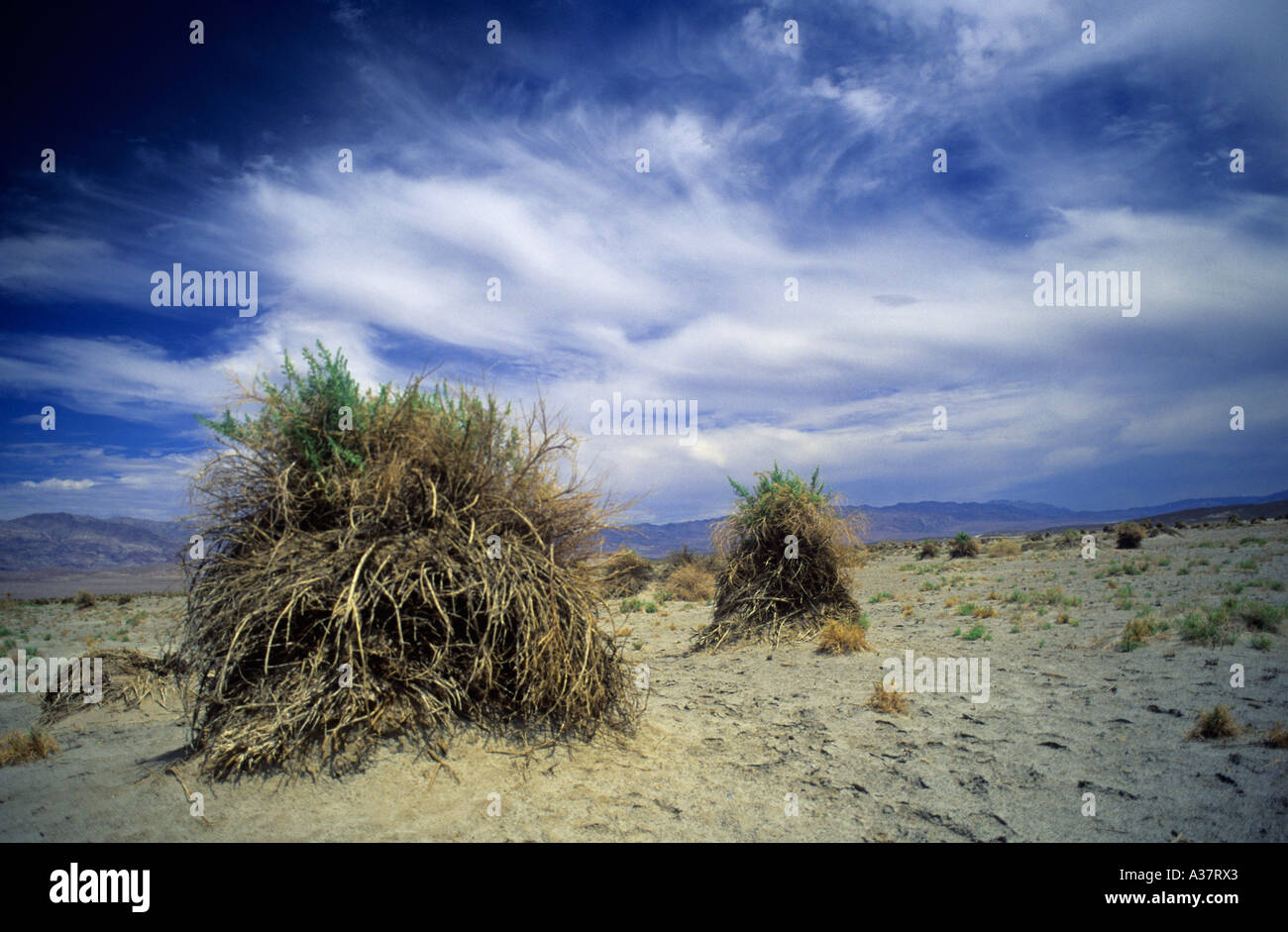 Dune grass forming hummocks in Death Valley California USA Stock Photo ...