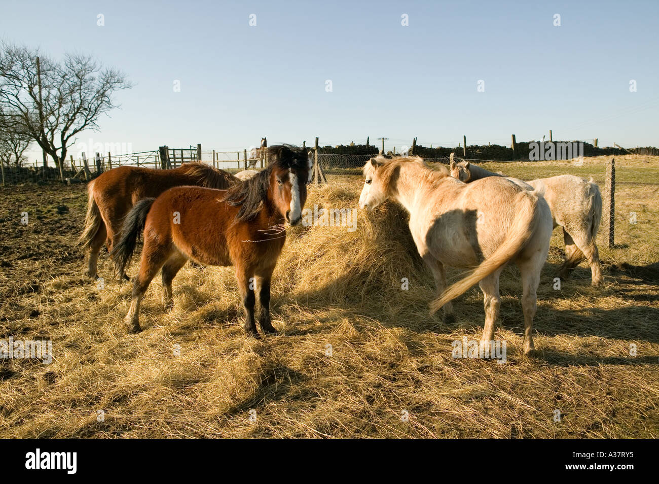 Horse eating hay uk hi-res stock photography and images - Alamy