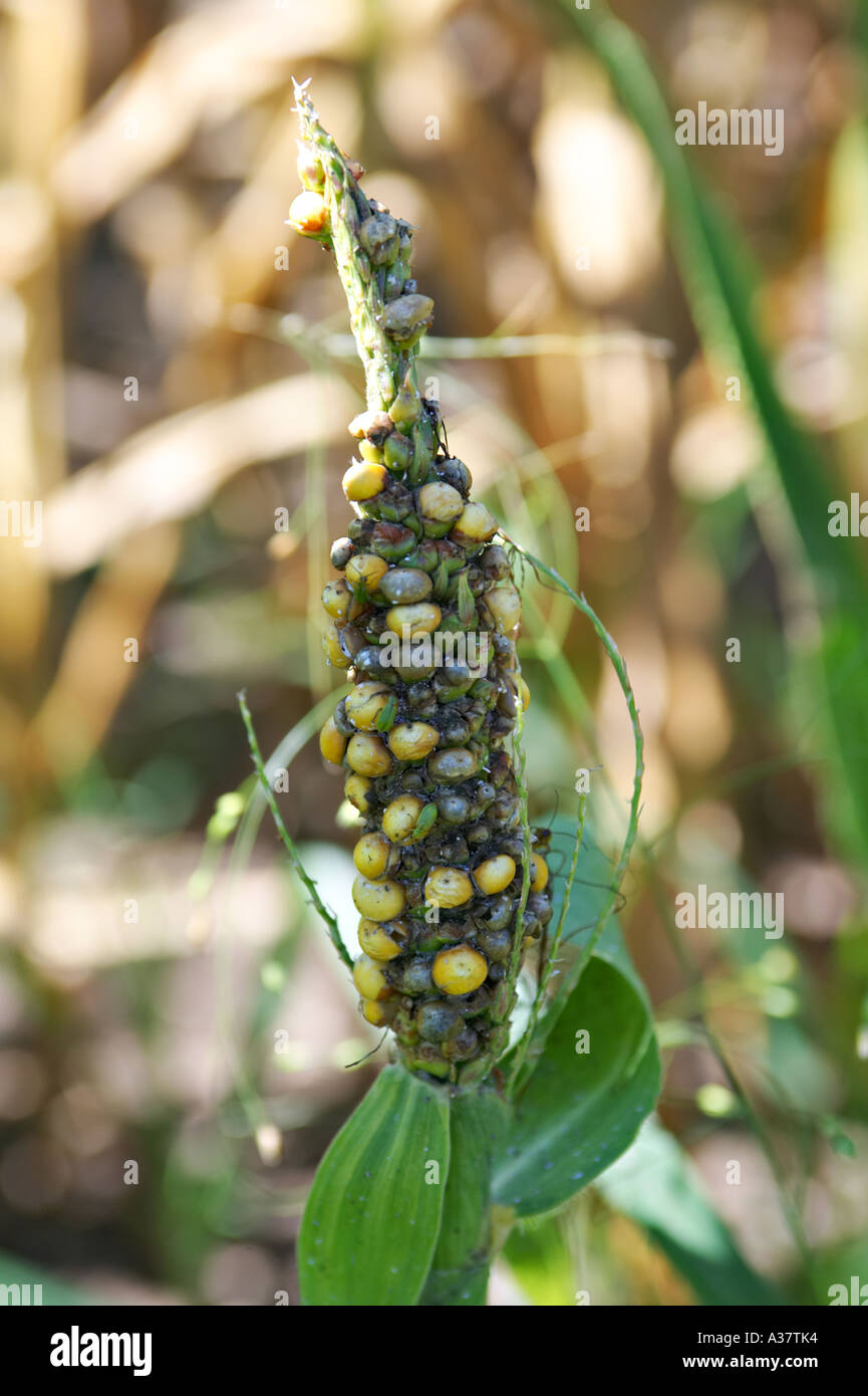 ILLINOIS Near Harvard Field corn in summer during drought short stalks ...