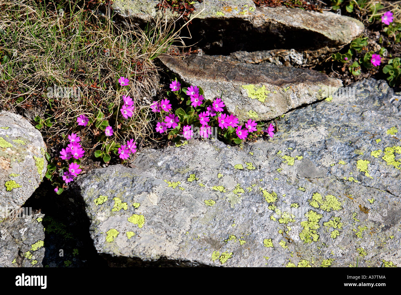 Switzerland flowers in the Alps Stock Photo - Alamy