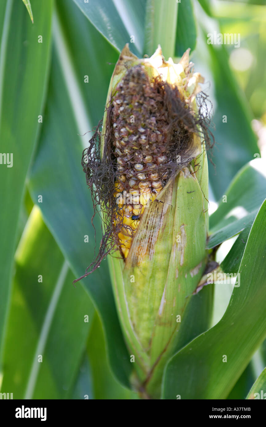 ILLINOIS Near Harvard Field corn in summer during drought short stalks ...