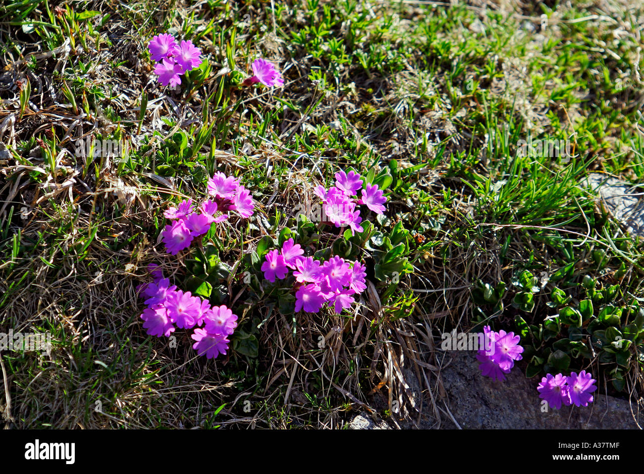 Switzerland flowers in the Alps Stock Photo - Alamy