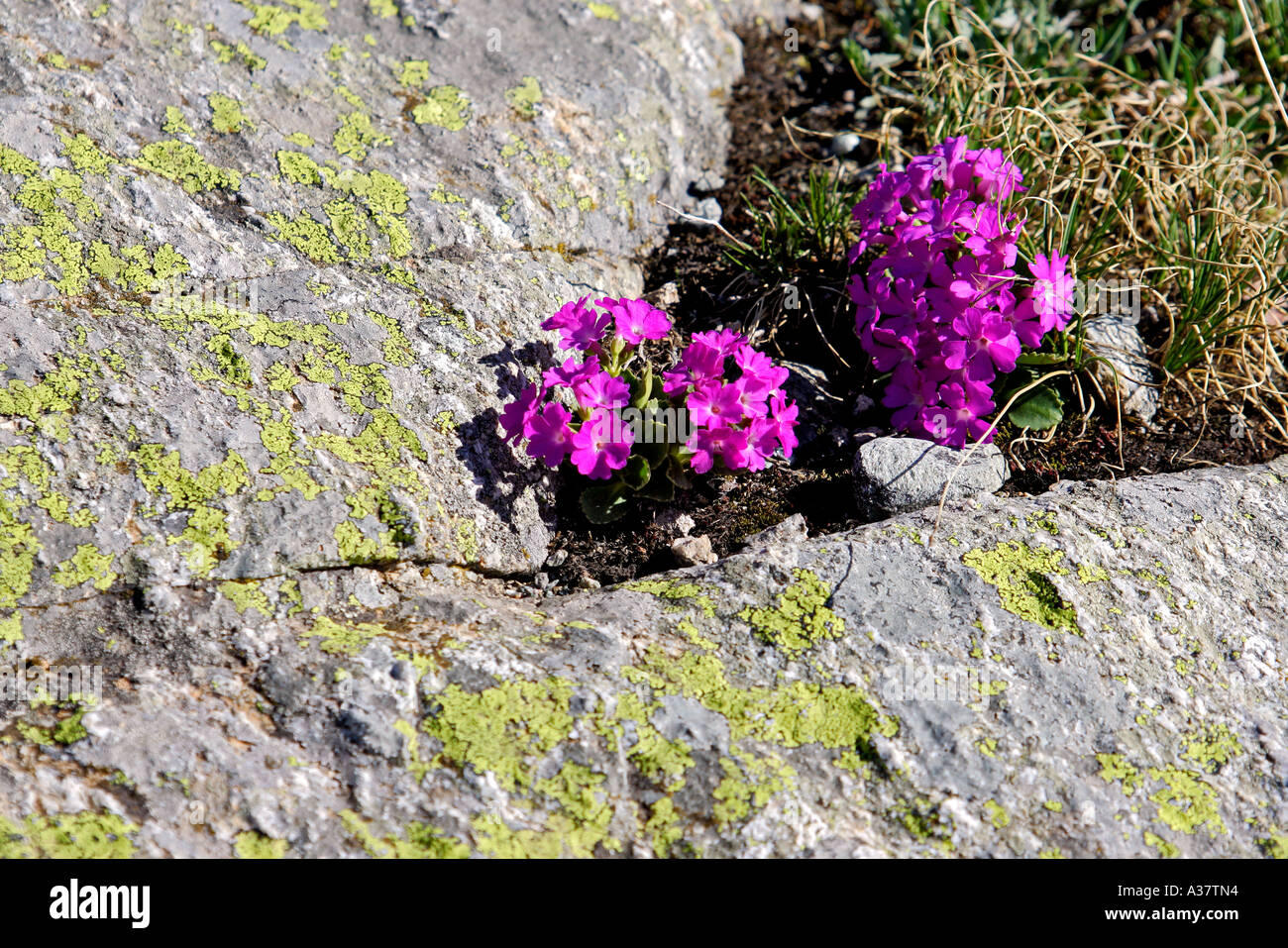 Switzerland flowers in the Alps Stock Photo - Alamy