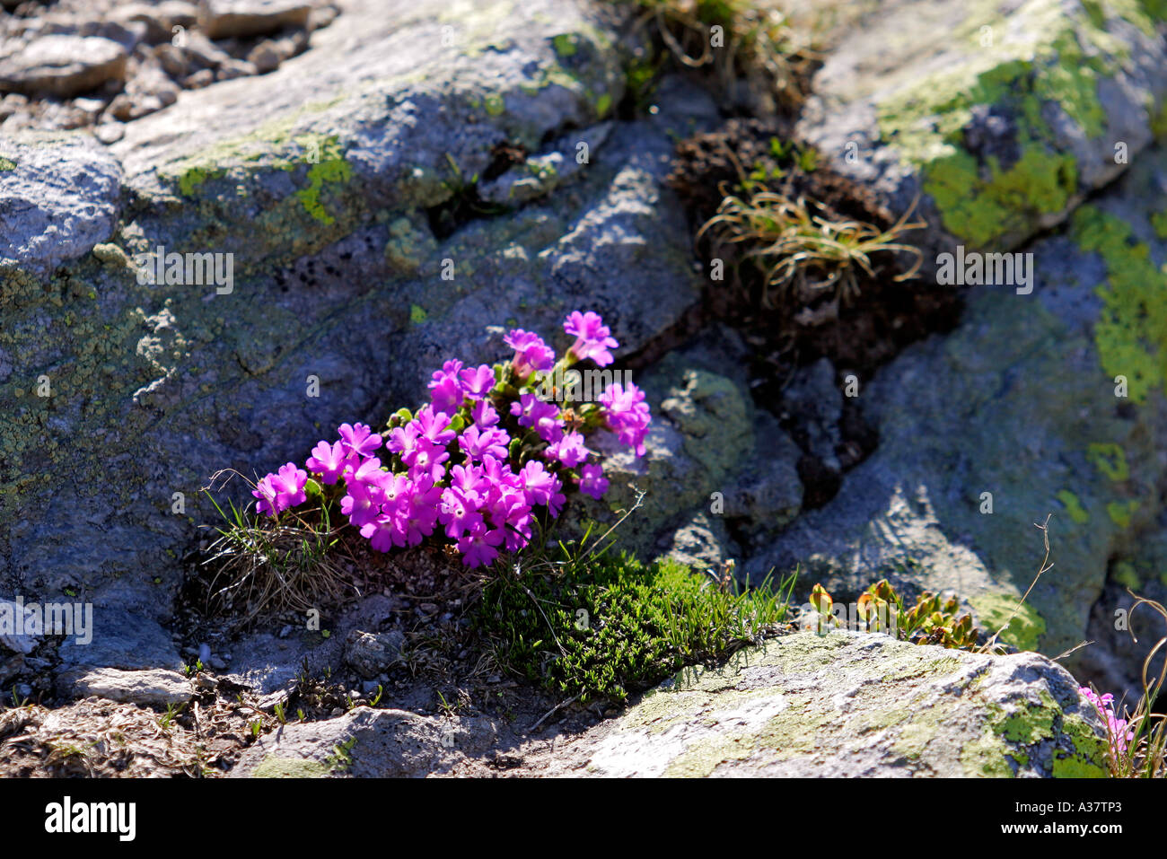 Switzerland flowers in the Alps Stock Photo - Alamy