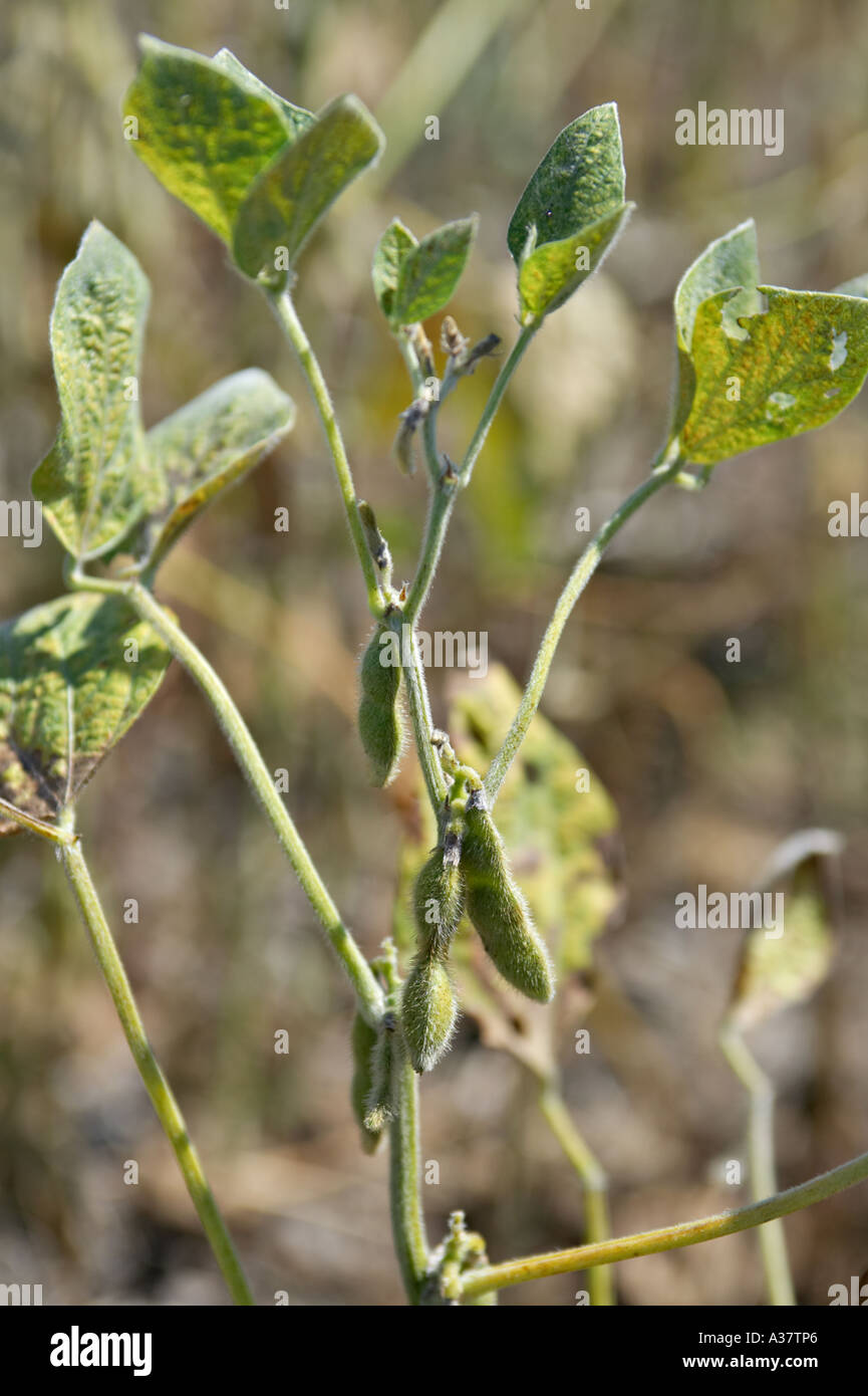 ILLINOIS Near Harvard Soybean fields during drought underdeveloped ...