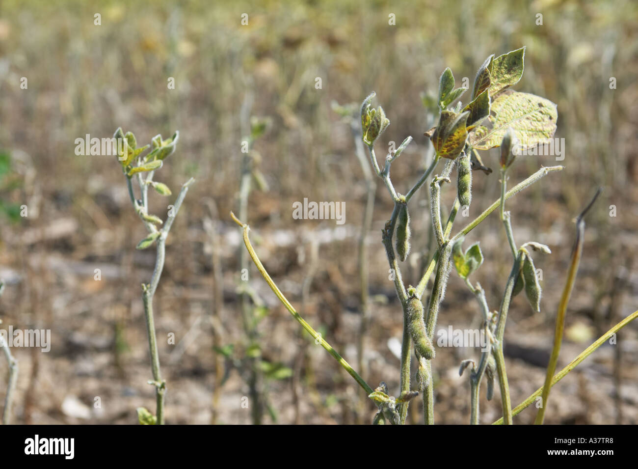ILLINOIS Near Harvard Soybean fields during drought underdeveloped ...