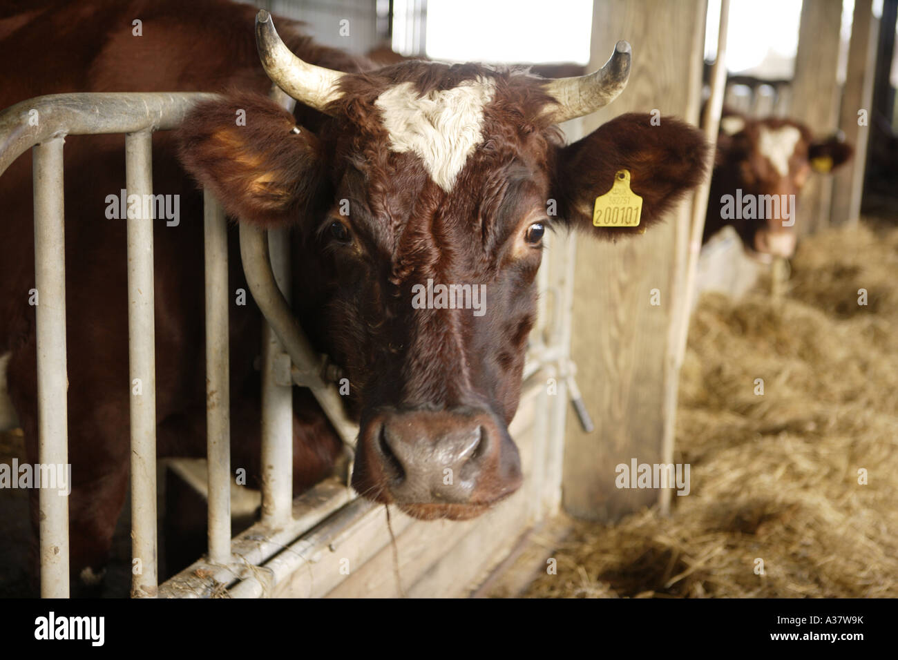 Agriculture milk cows feeding on arable silage in a shed on a Loch ...