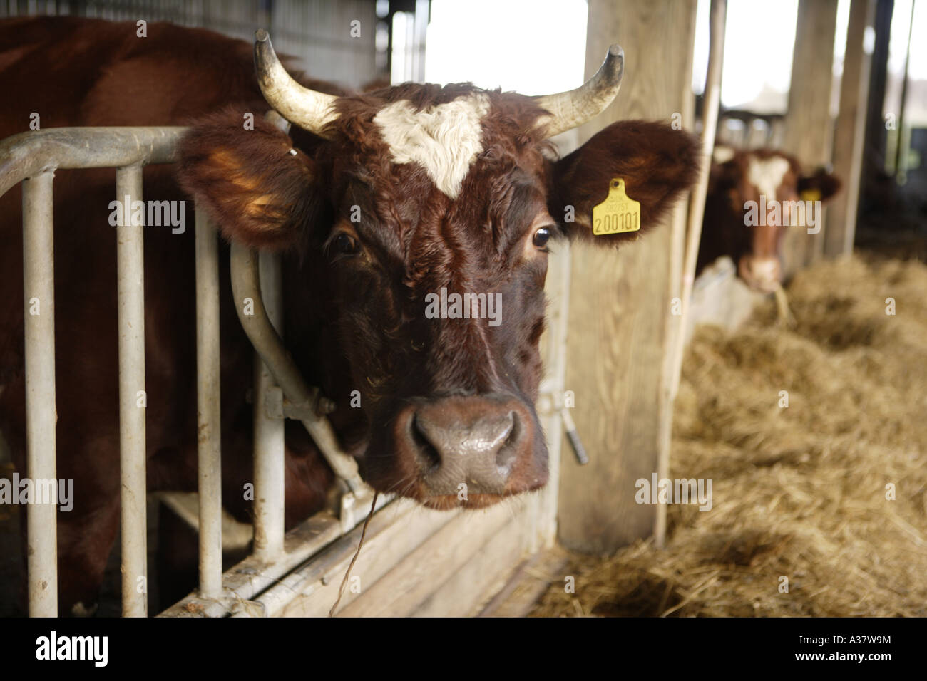 Cow Byre Stock Photos & Cow Byre Stock Images - Alamy