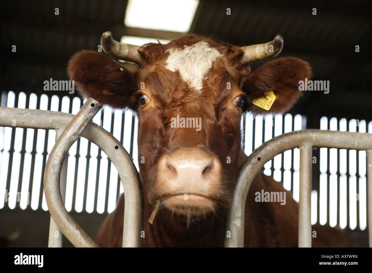 Agriculture cow feeding on silage in a shed on a organic farm Loch ...